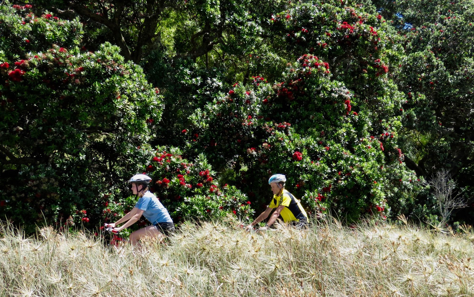 Focus | SmartGrowth | Western BOP, NZ